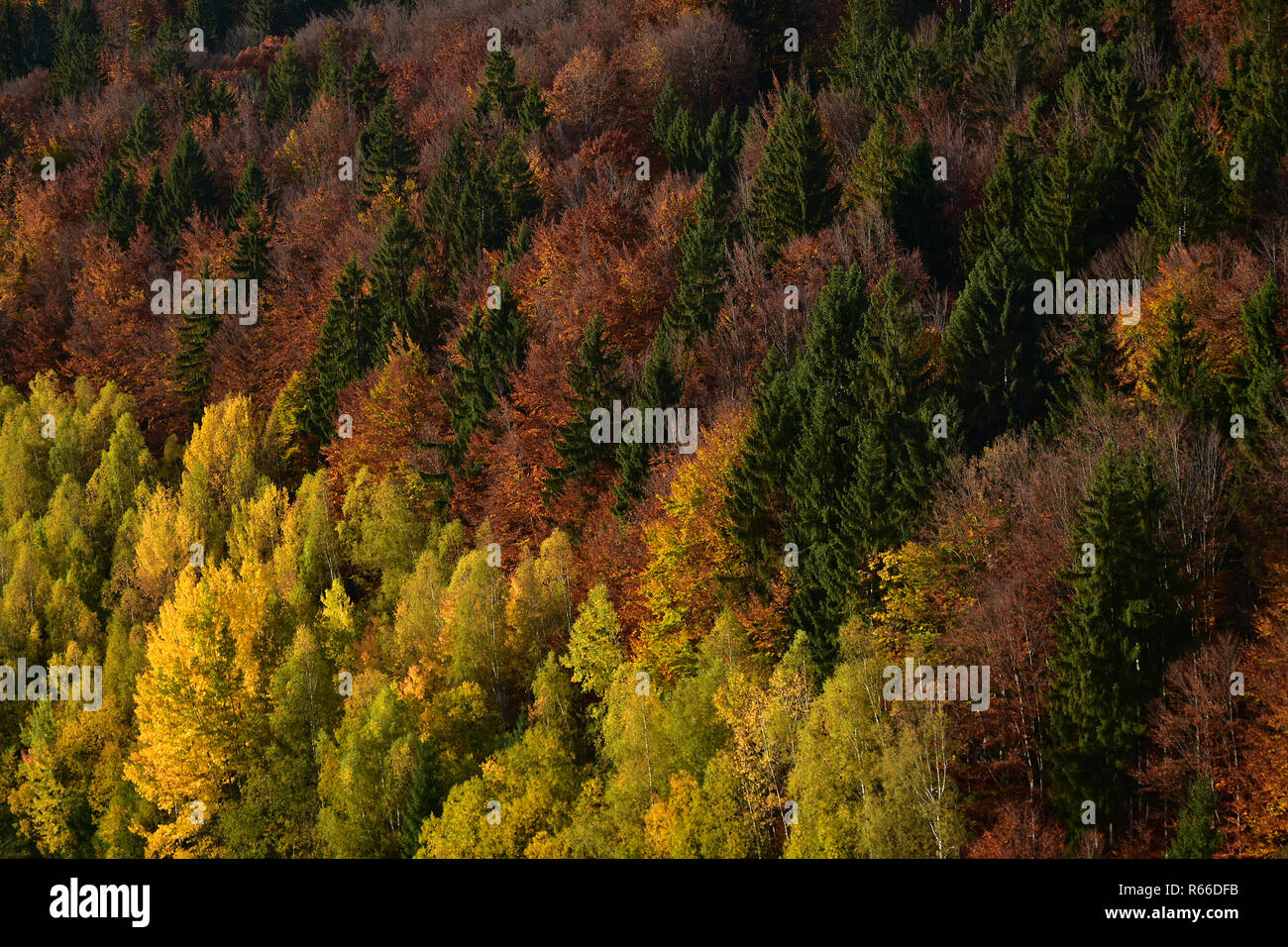 autumn colors in the bavarian forest nature park Stock Photo - Alamy