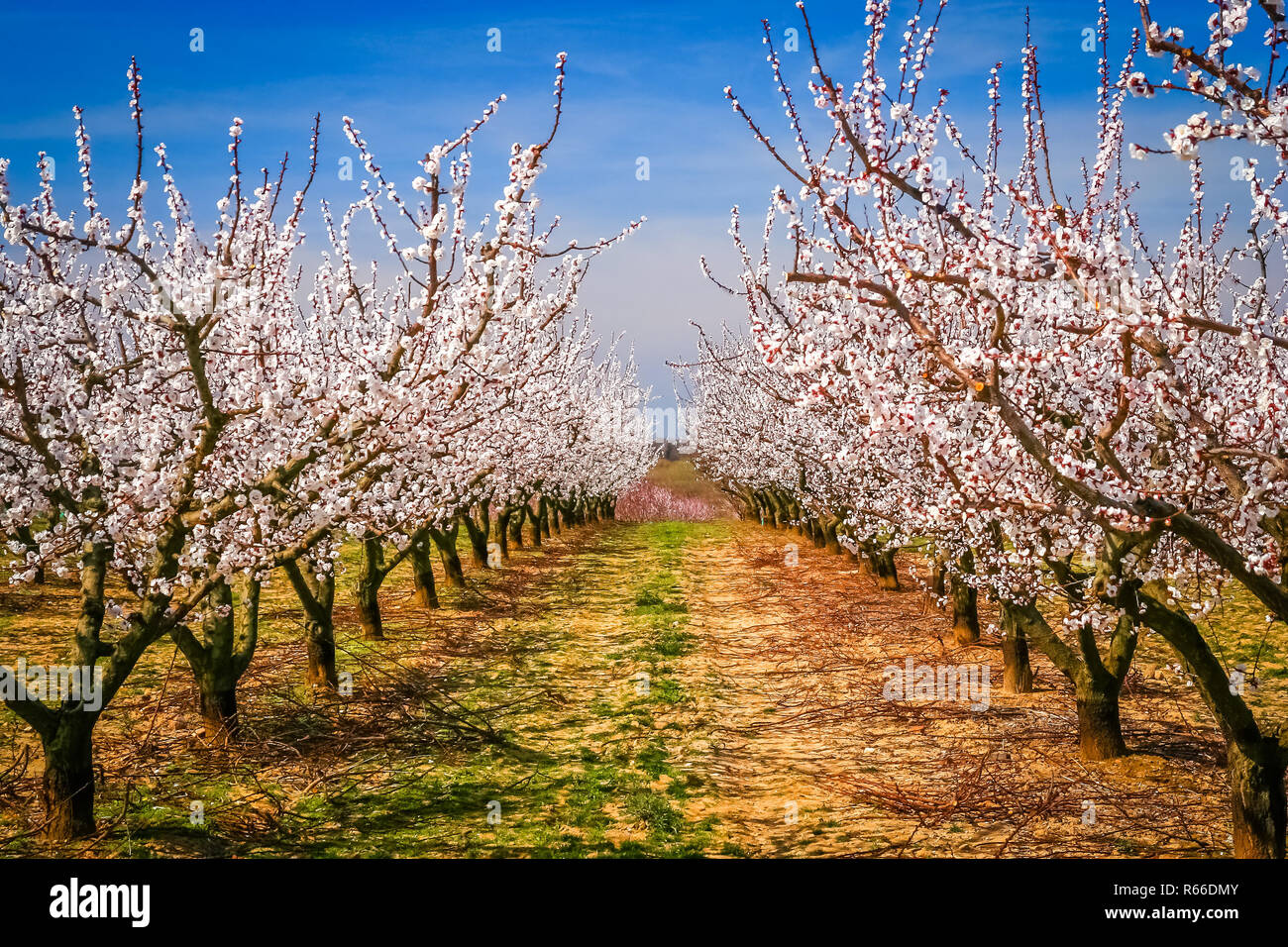 Spring in the countryside Stock Photo - Alamy