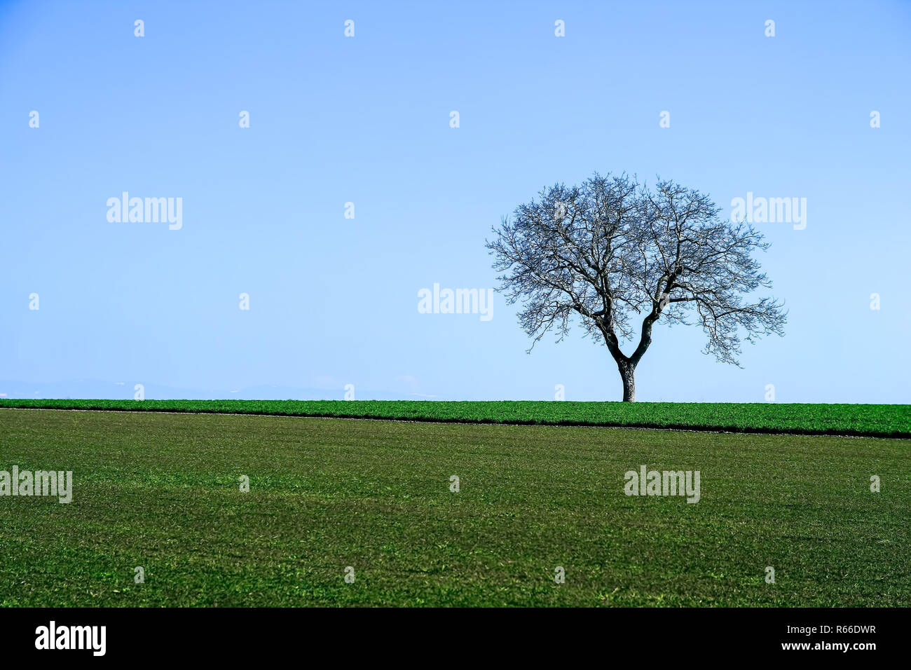 Single Tree in the field Stock Photo - Alamy