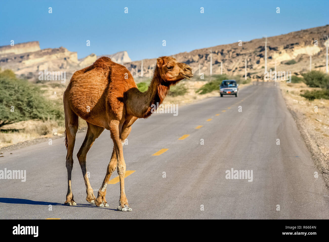 Camel crossing the road Stock Photo - Alamy