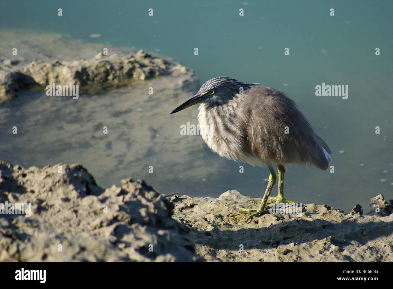 Little bittern bird Stock Photo - Alamy
