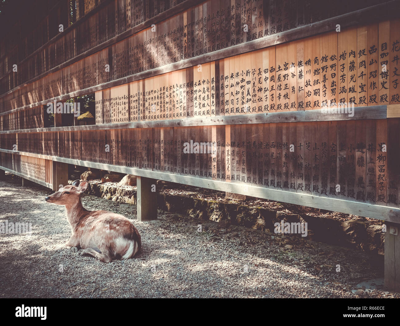 Deer in front of Wooden tablets, Nara, Japan Stock Photo - Alamy