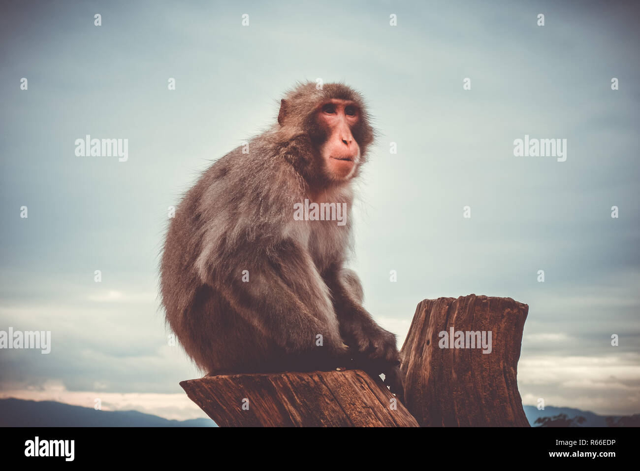 Japanese macaque on a trunk, Iwatayama monkey park, Kyoto, Japan Stock ...