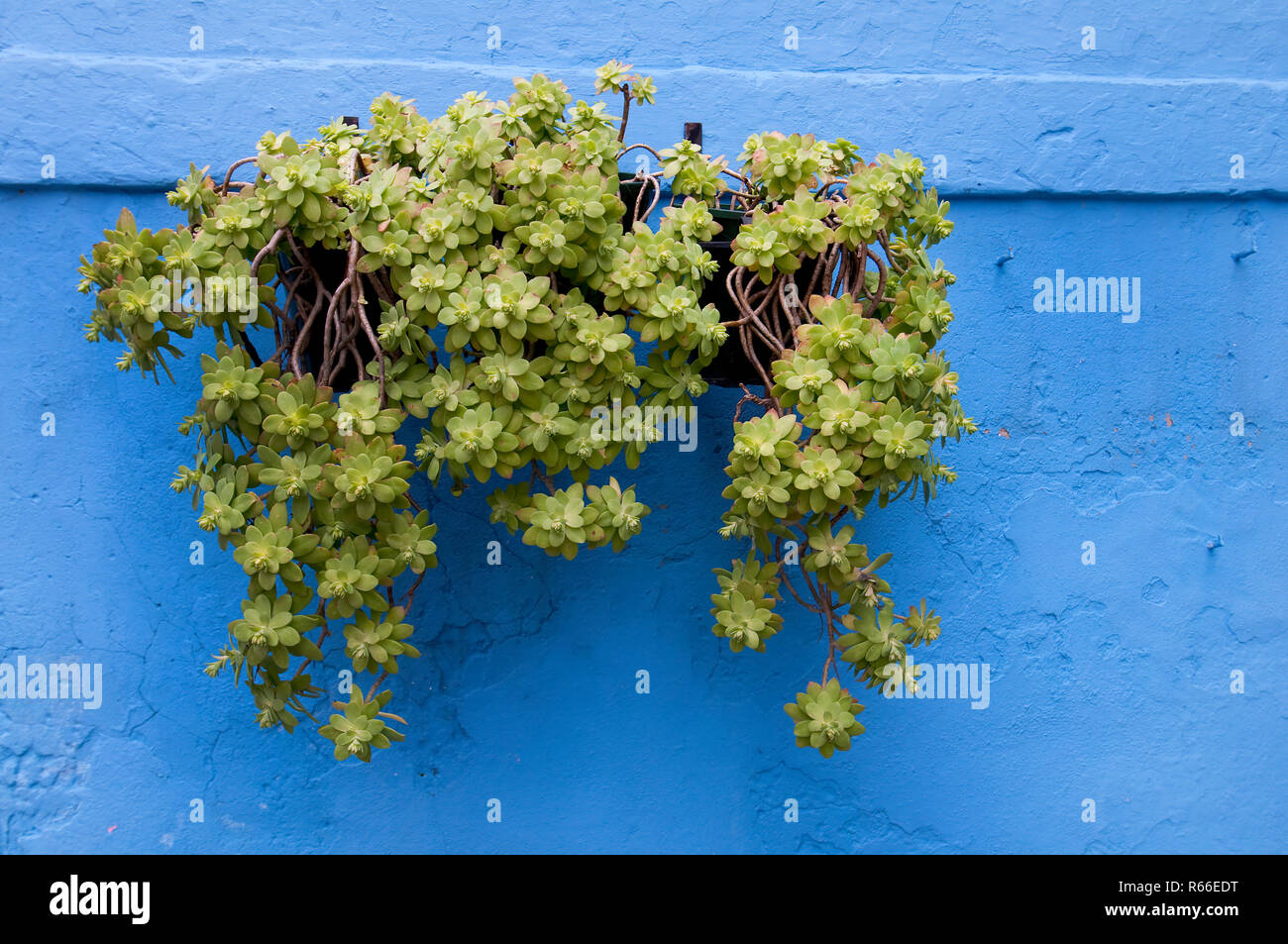 vase of flowers hanging on the wall Stock Photo - Alamy