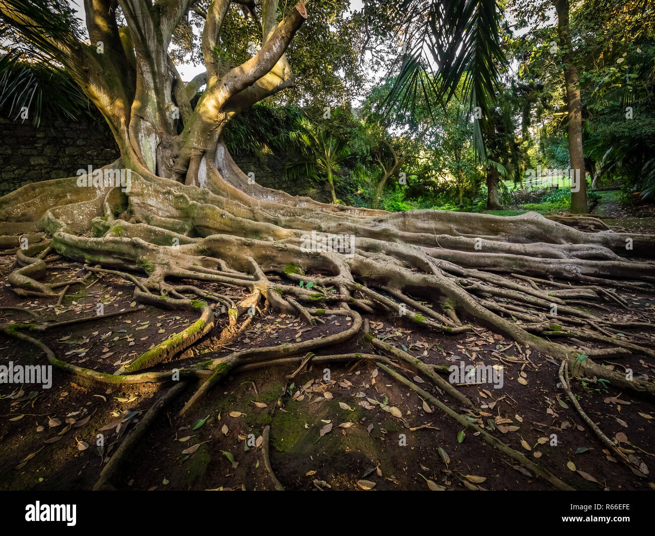 Enormous fig tree roots Stock Photo - Alamy