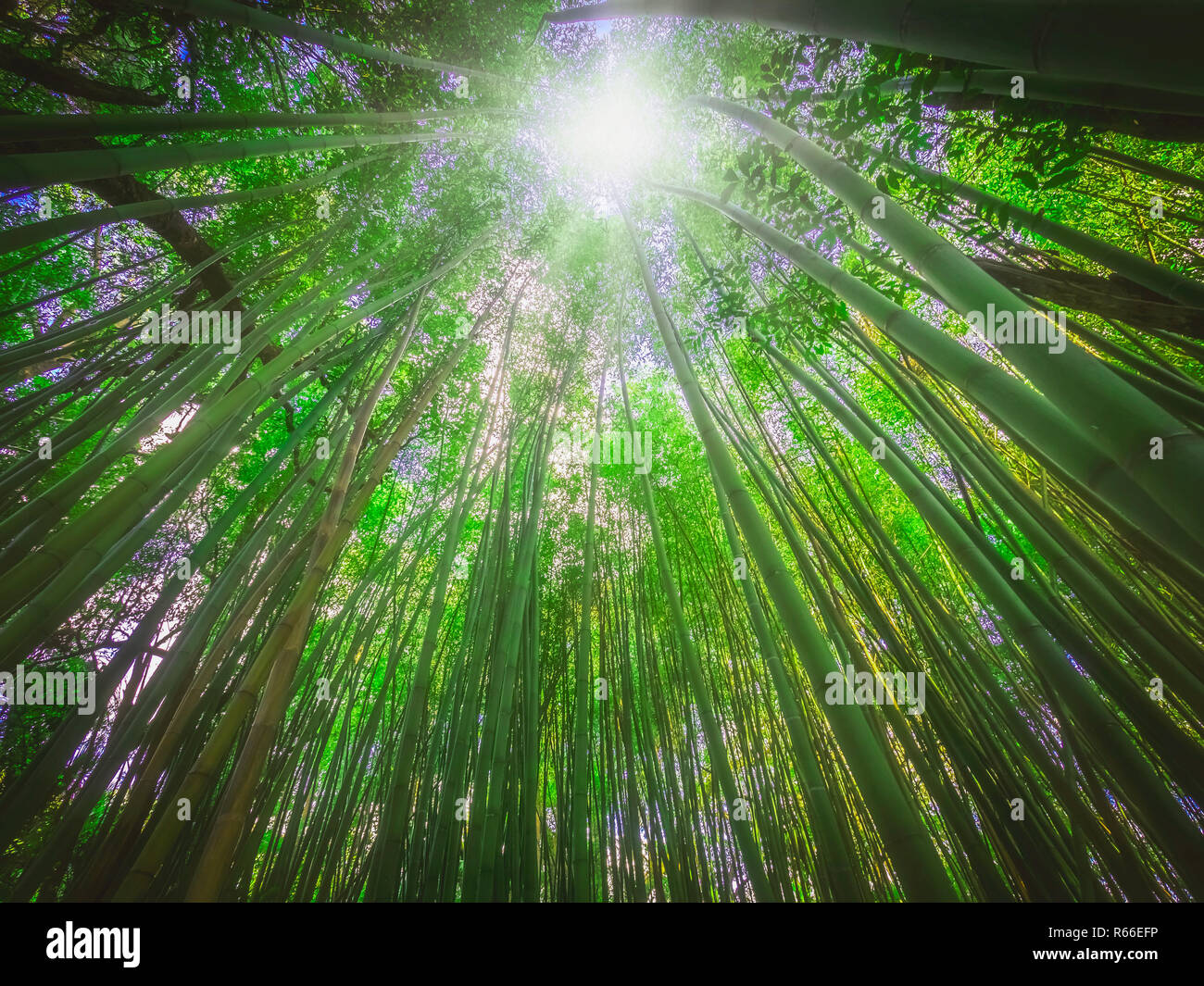 Bamboo grove in fall hi-res stock photography and images - Alamy