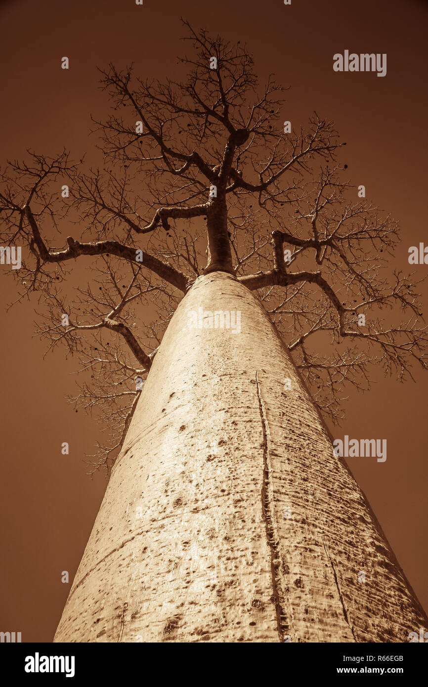 Single huge baobab Stock Photo - Alamy