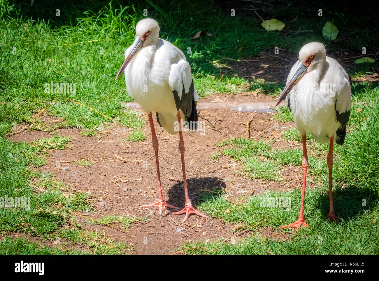 Storks red great bill hi-res stock photography and images - Alamy