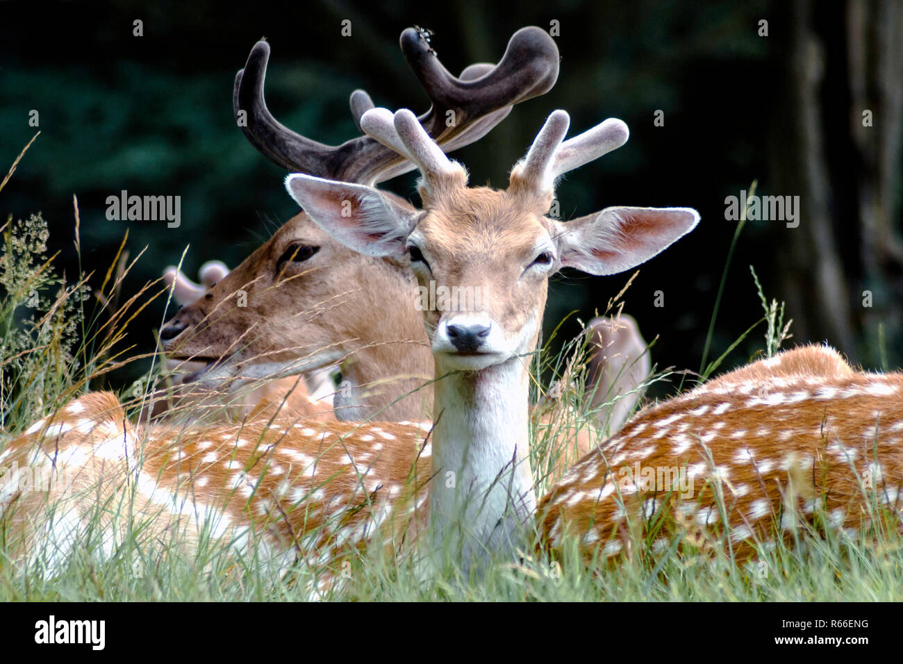 Young wild deer with family Stock Photo - Alamy
