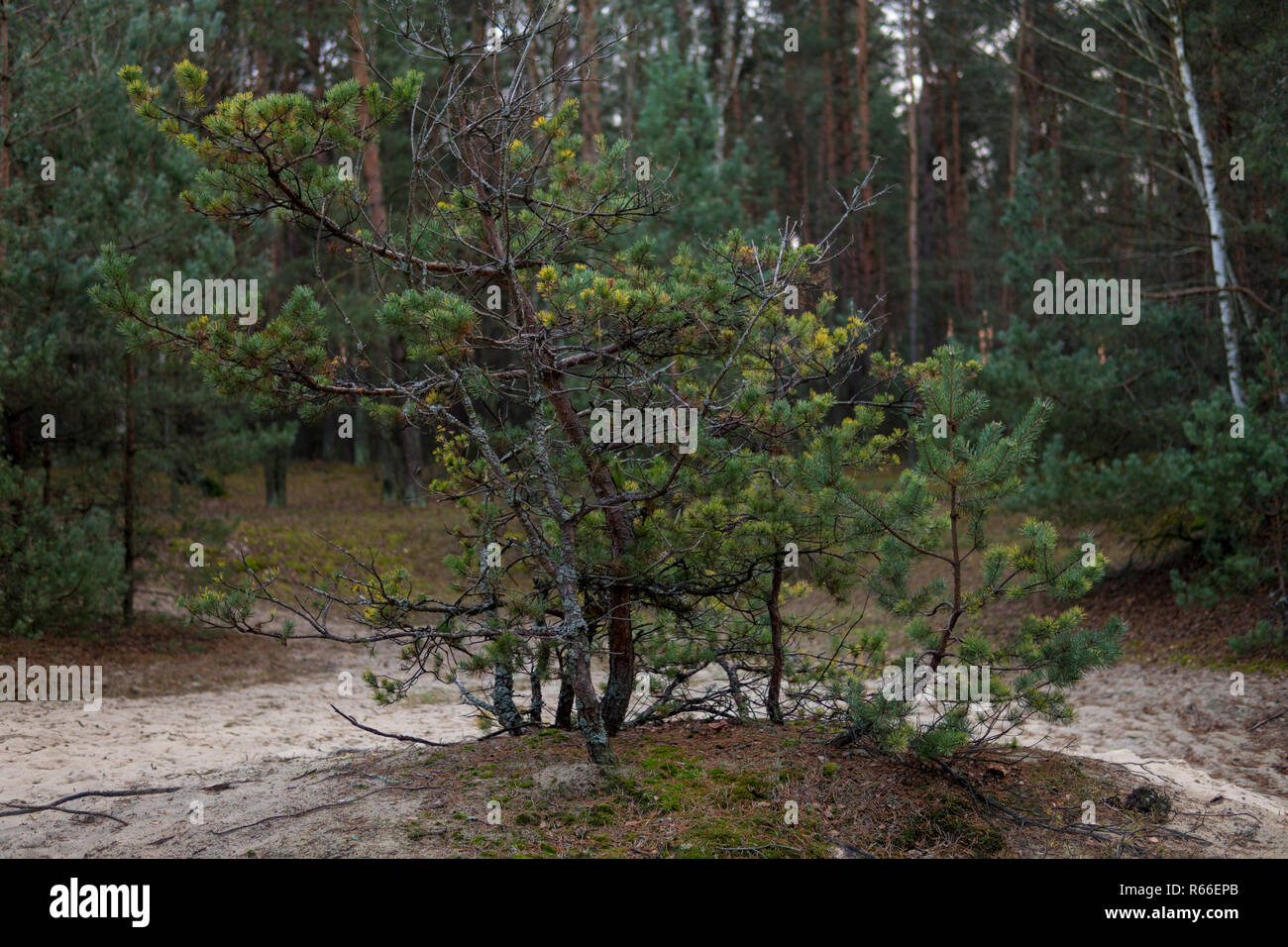 small pine trees Stock Photo - Alamy