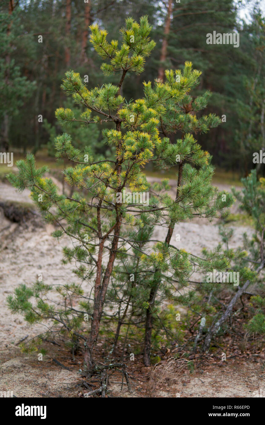 small pine trees Stock Photo - Alamy