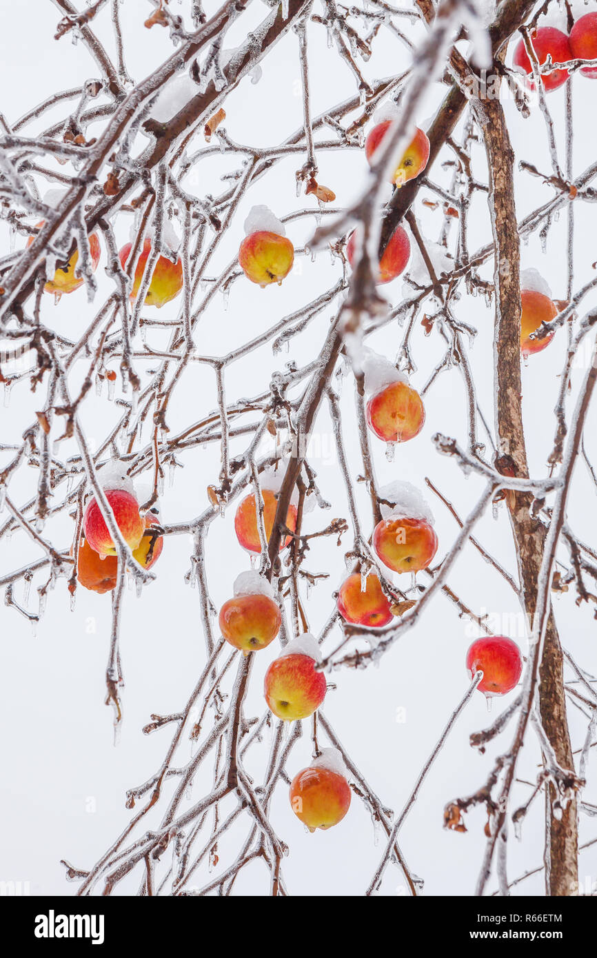 Frozen apples hi-res stock photography and images - Alamy