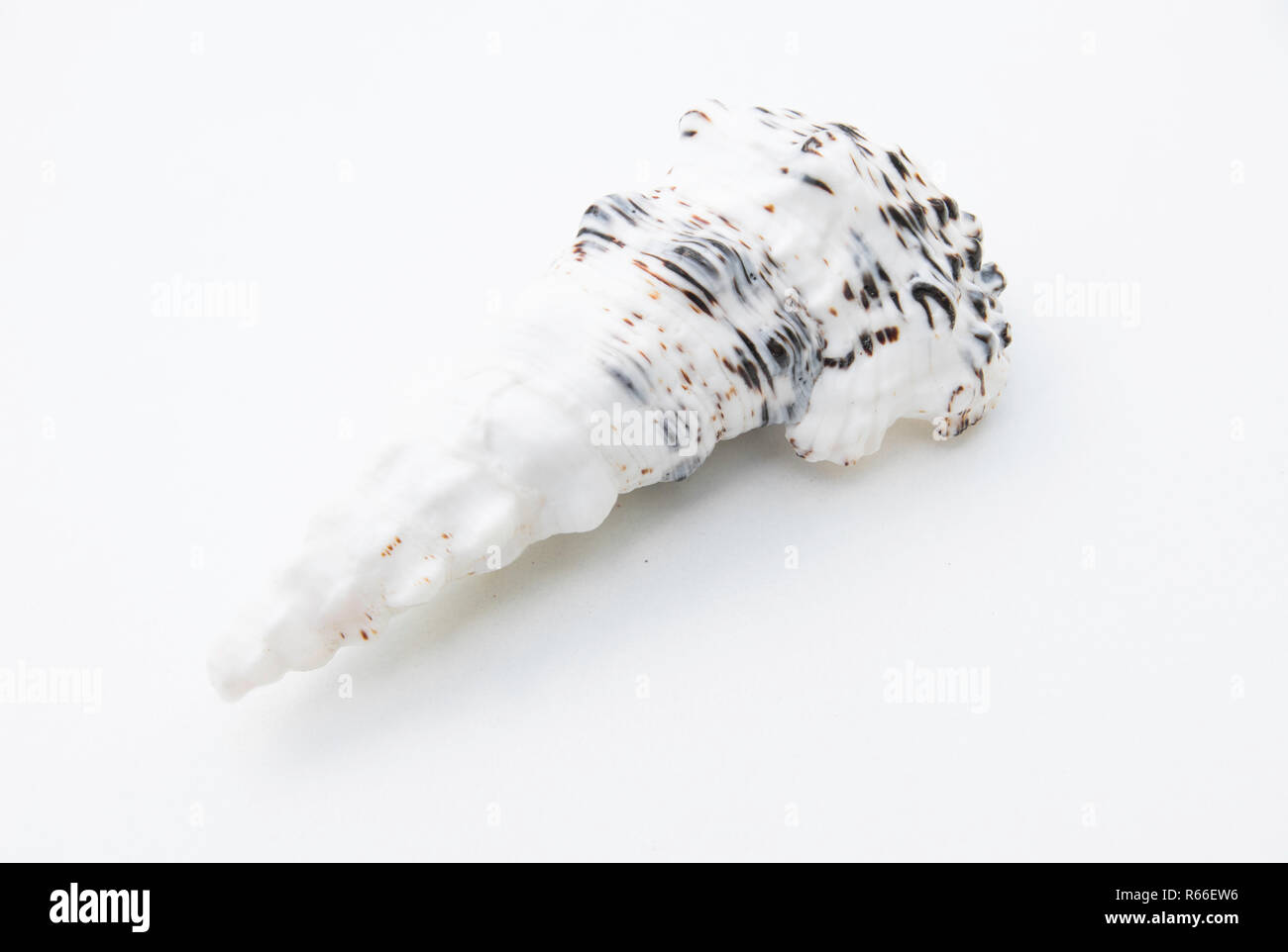 Sea shell isolated over hi-res stock photography and images - Alamy