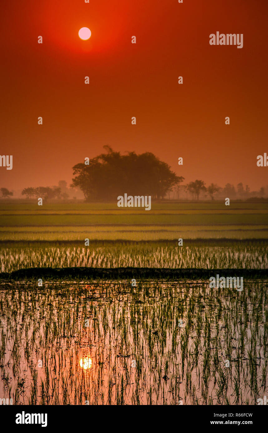Terai birds hi-res stock photography and images - Alamy