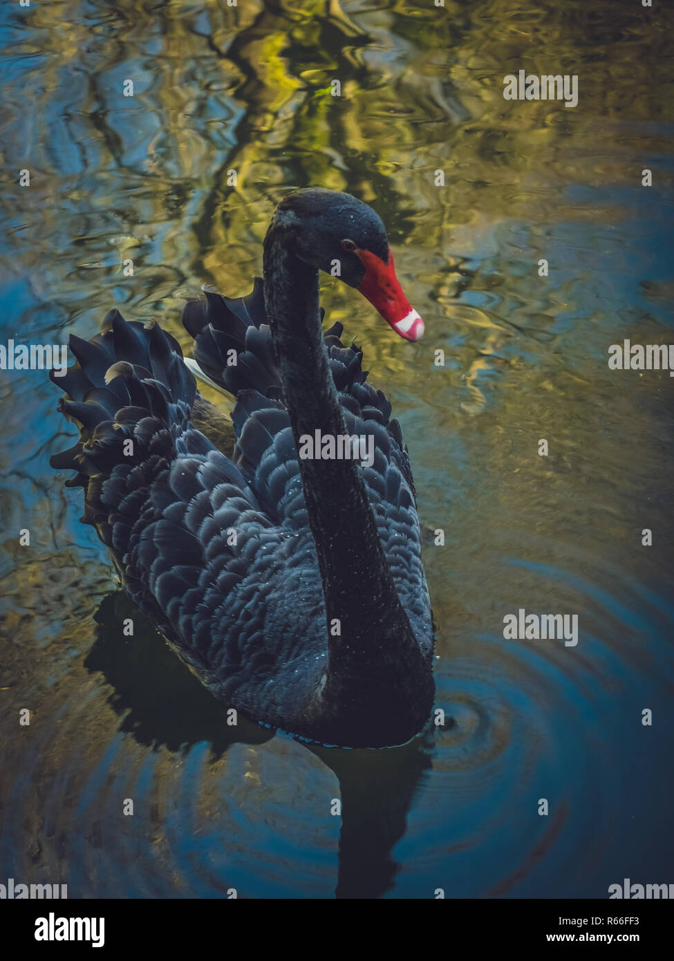 Ballarat wildlife park hi-res stock photography and images - Alamy
