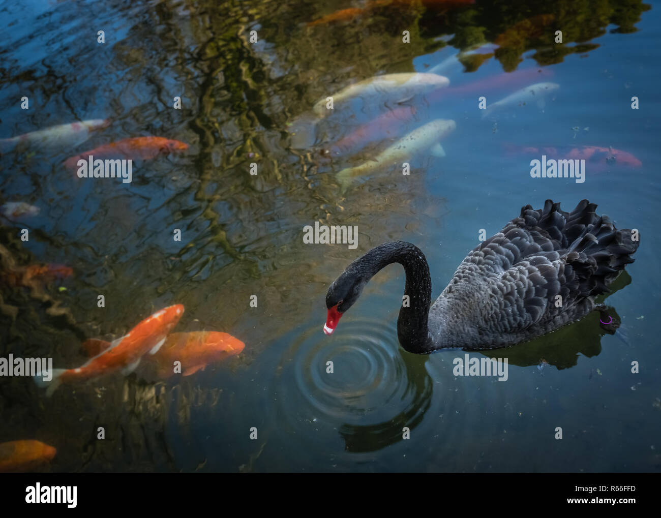 Rare swan species hi-res stock photography and images - Alamy