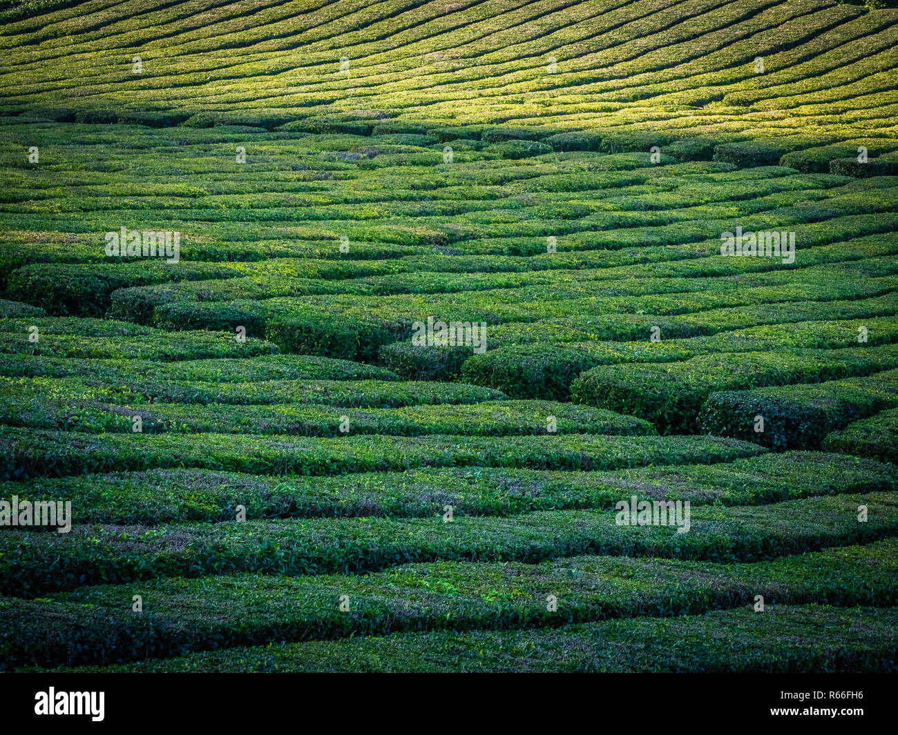 Tea plantation on Sao Miguel, Azores Stock Photo - Alamy