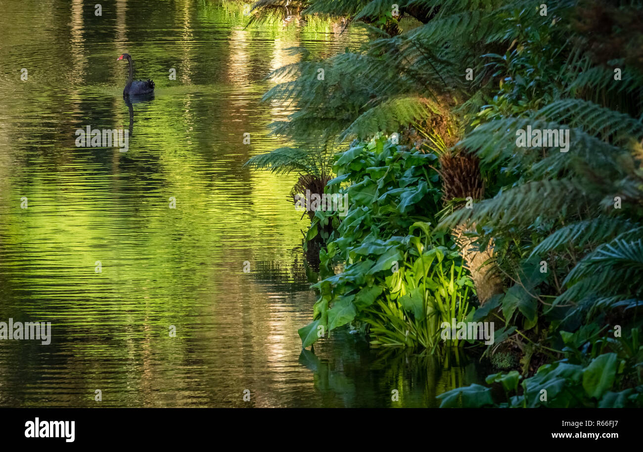 Rare swan species hi-res stock photography and images - Alamy