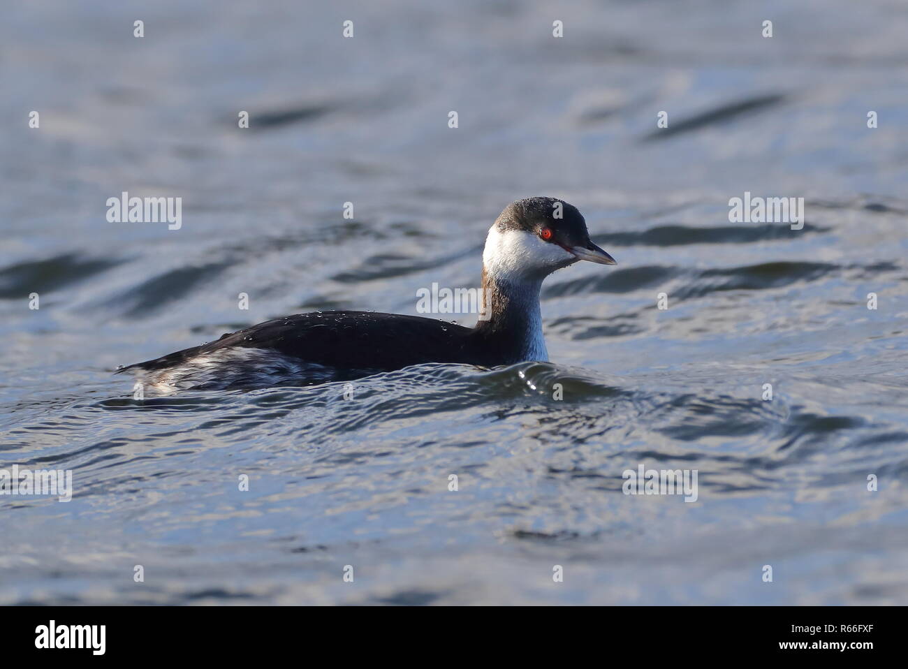 Slavonian grebes hi-res stock photography and images - Alamy