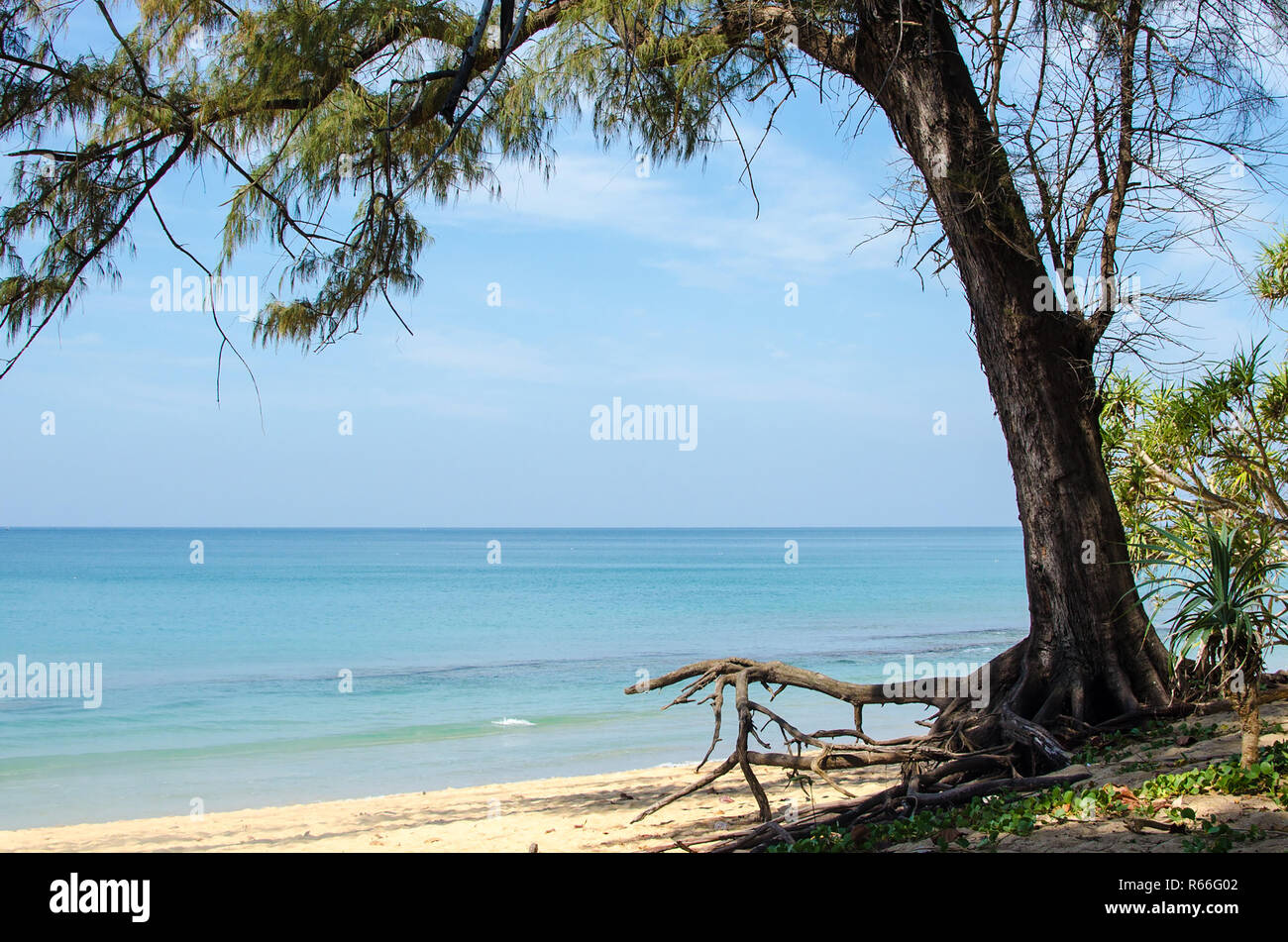 beach and the sea and trees Stock Photo - Alamy