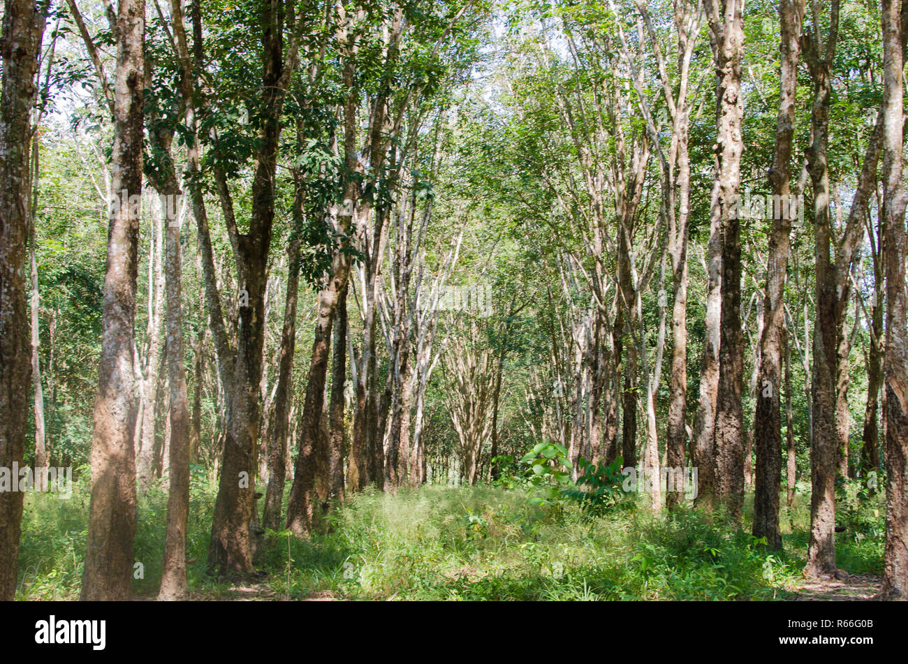 Rubber tree garden Stock Photo - Alamy
