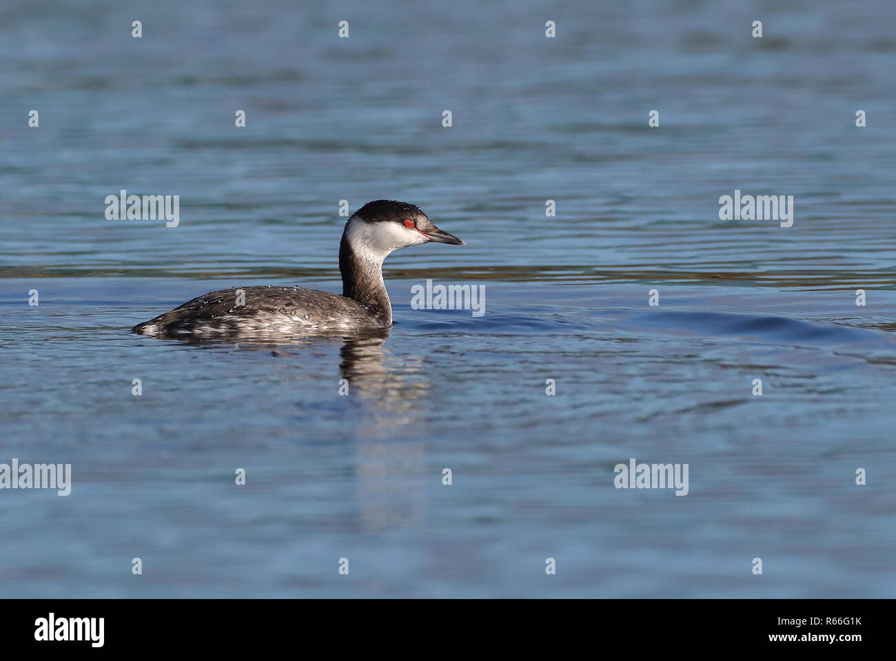 Slavonian grebes hi-res stock photography and images - Alamy