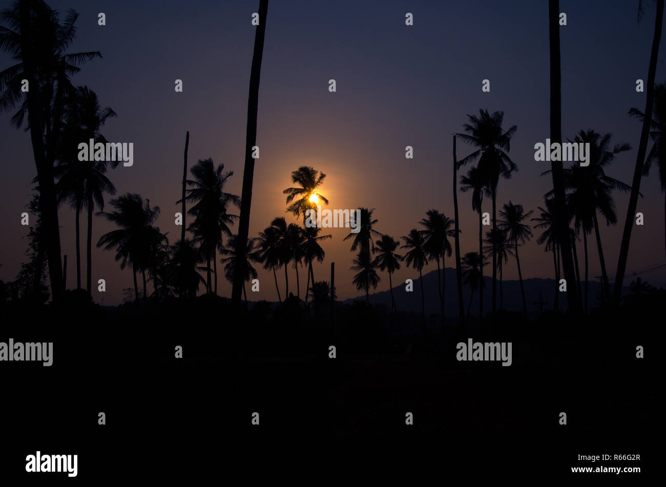 coconut palm trees Stock Photo - Alamy