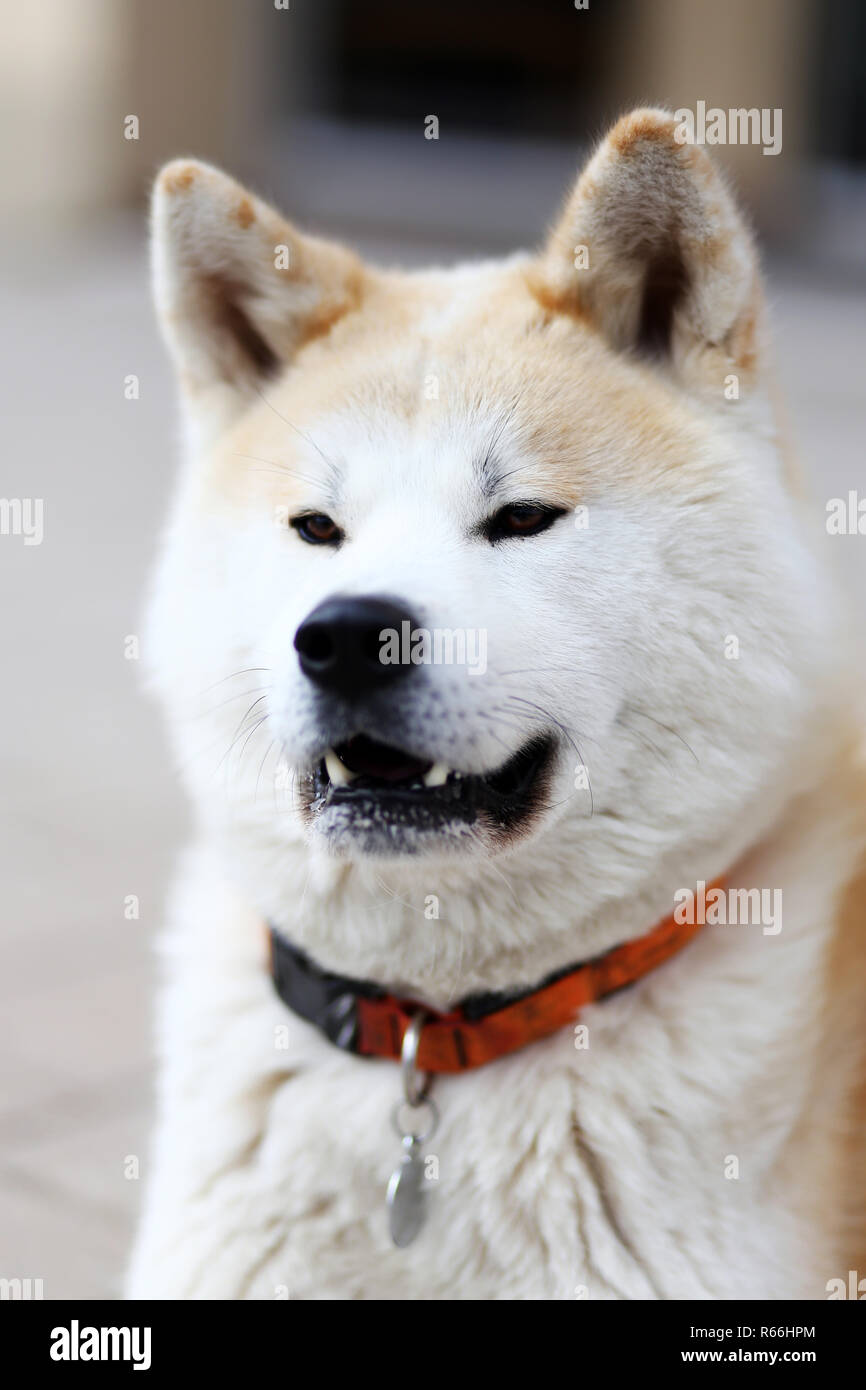 Head of a young purebred akita inu japanese dog Stock Photo - Alamy
