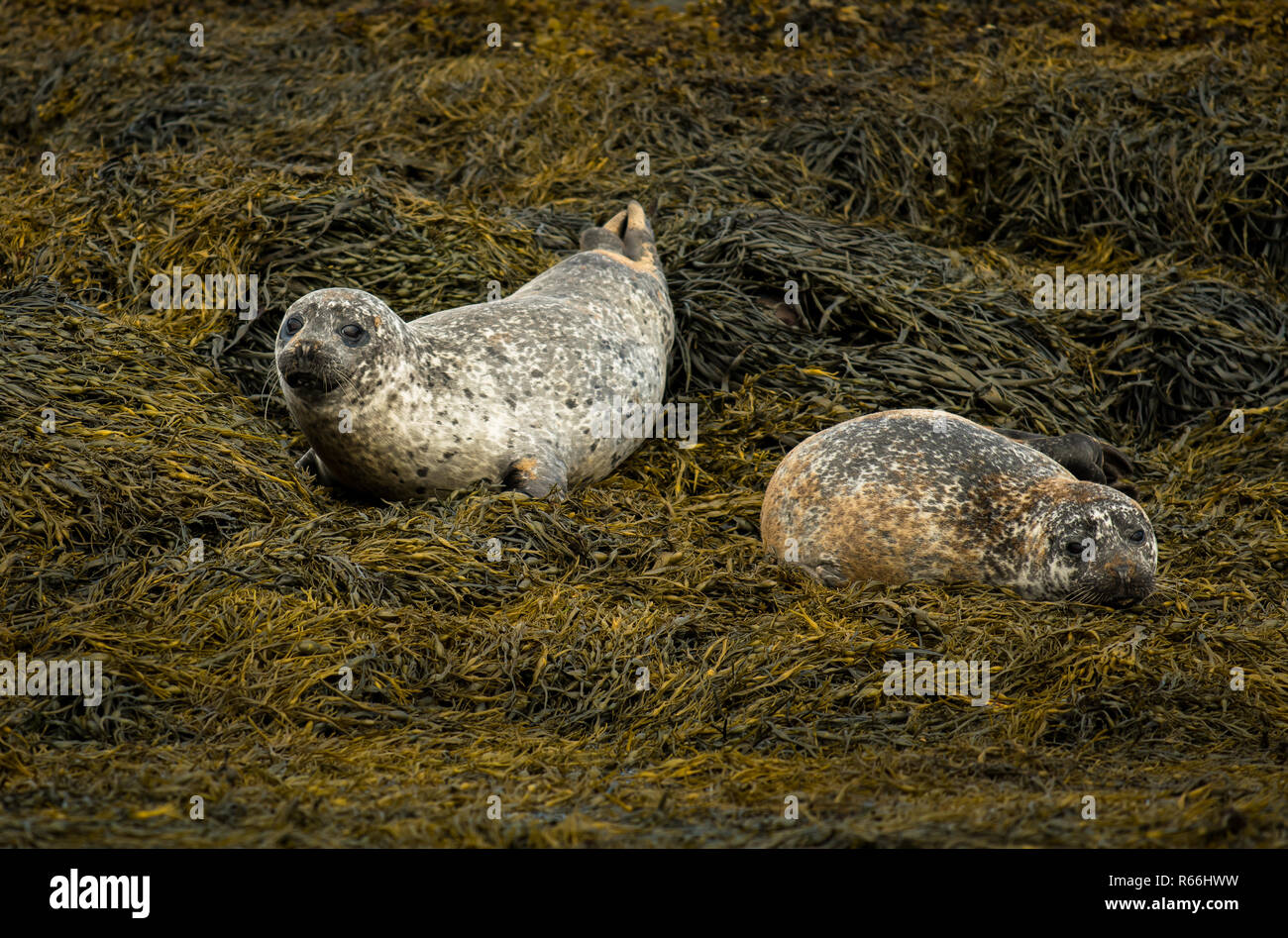 Relaxing Common Seals At The Coast Near Dunvegan Castle On The Isle Of ...