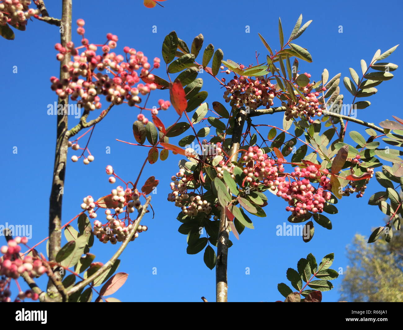 Sorbus pink pagoda hi-res stock photography and images - Alamy