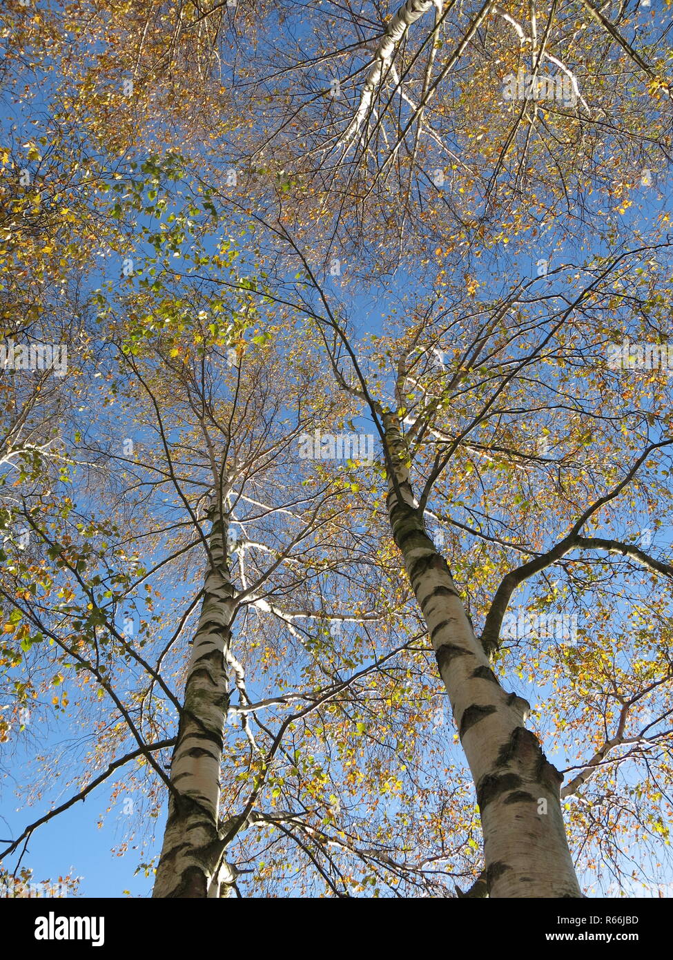 Canopy of the heavens hi-res stock photography and images - Alamy
