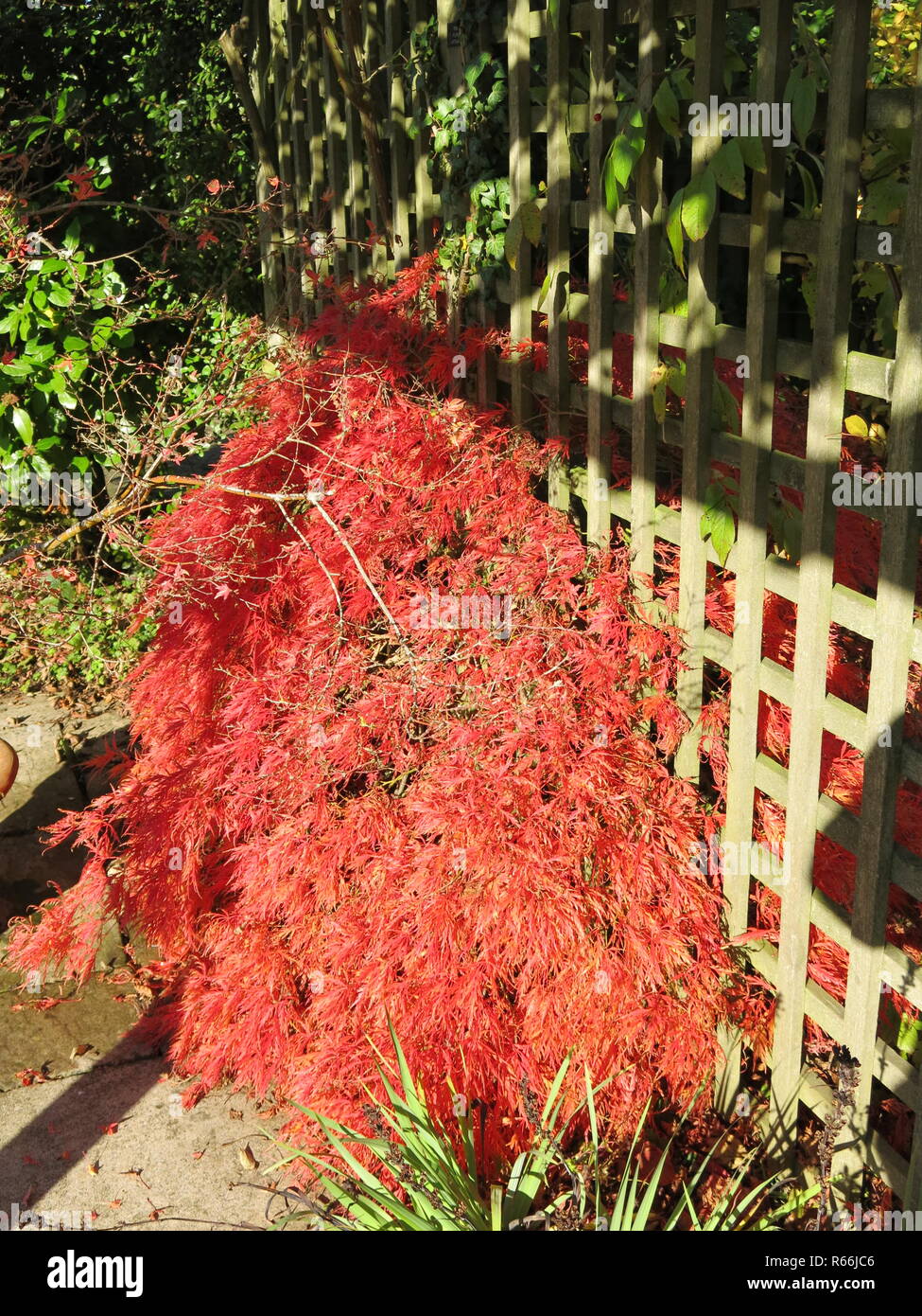 Acers japanese maples hi-res stock photography and images - Alamy