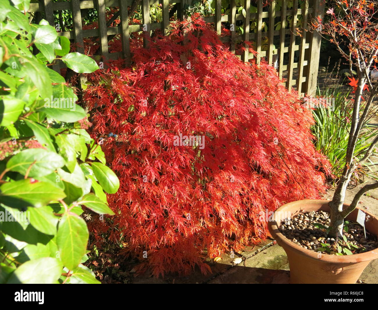 A glorious red acer shining in the autumn sunshine against the fence ...