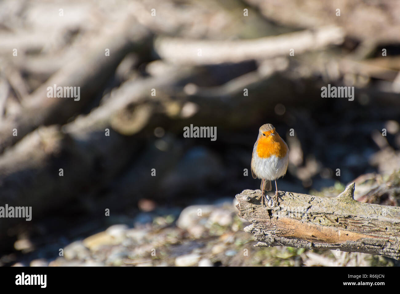 Robin bird isolated hi-res stock photography and images - Alamy