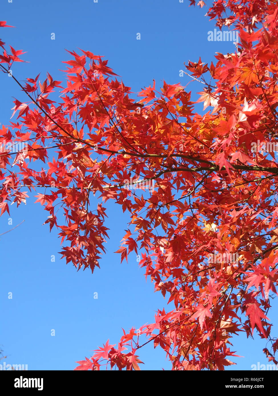 A glorious red acer shining in the autumn sunshine in a bright blue sky ...