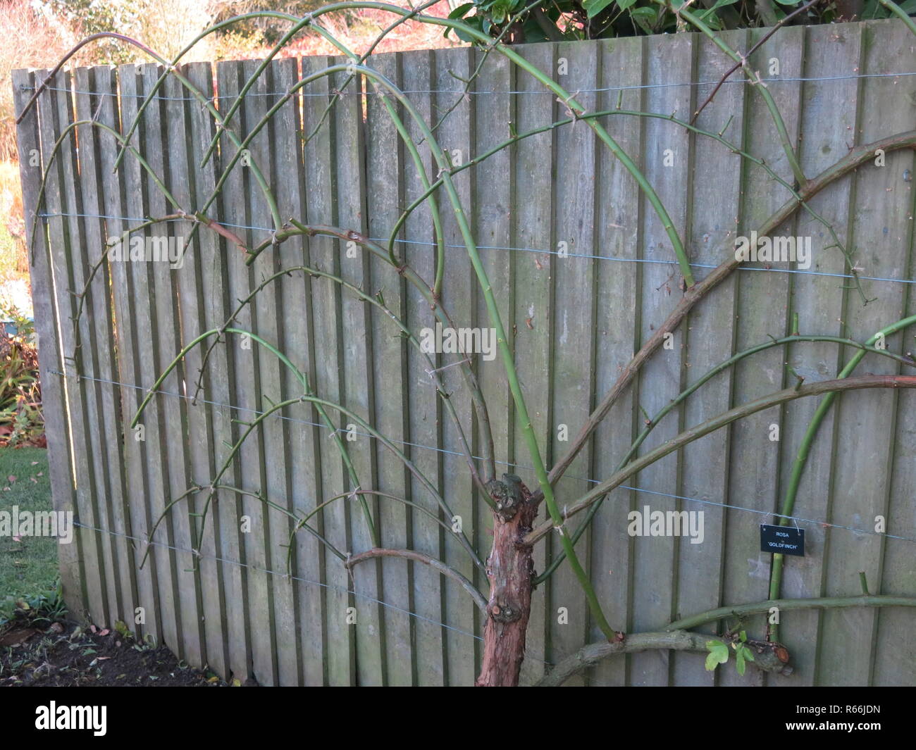 Pruning rambling rose hi-res stock photography and images - Alamy