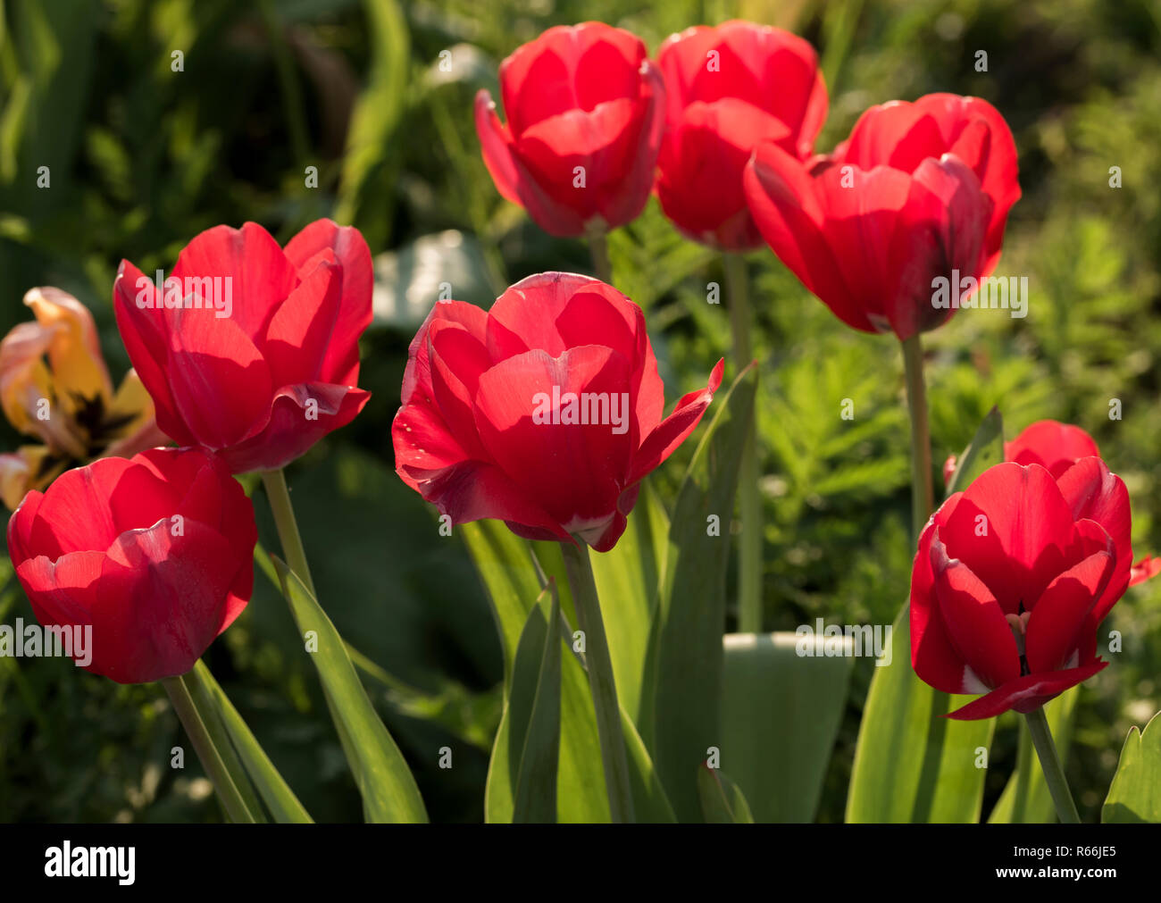 macro, backlight, red tulips Stock Photo - Alamy
