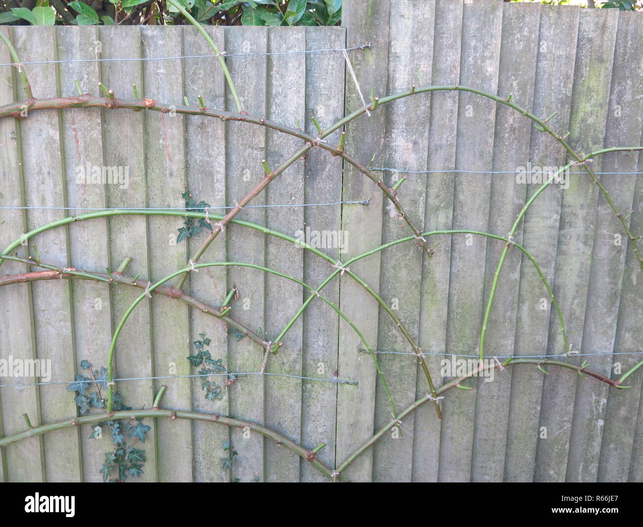 Fan trained espalier hi-res stock photography and images - Alamy