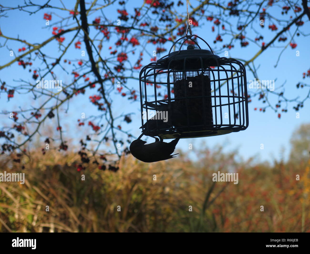 Birds feeding at a caged bird-feeder hanging in a tree, silhouetted ...