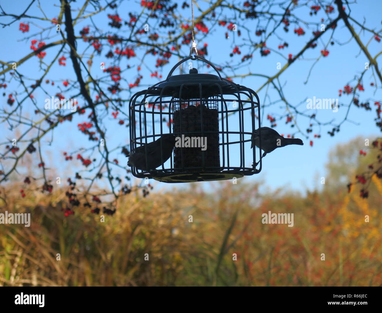 Birds feeding at a caged bird-feeder hanging in a tree, silhouetted ...