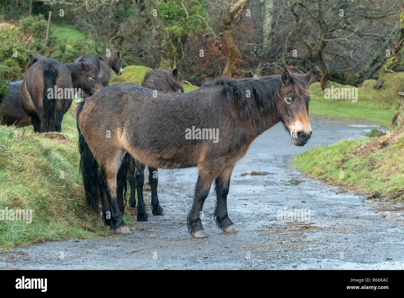 Breeds moorland hi-res stock photography and images - Alamy