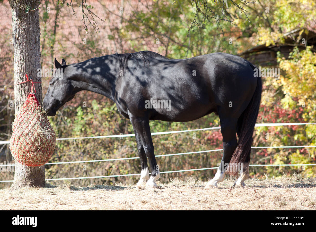 Hay net horse hi-res stock photography and images - Alamy