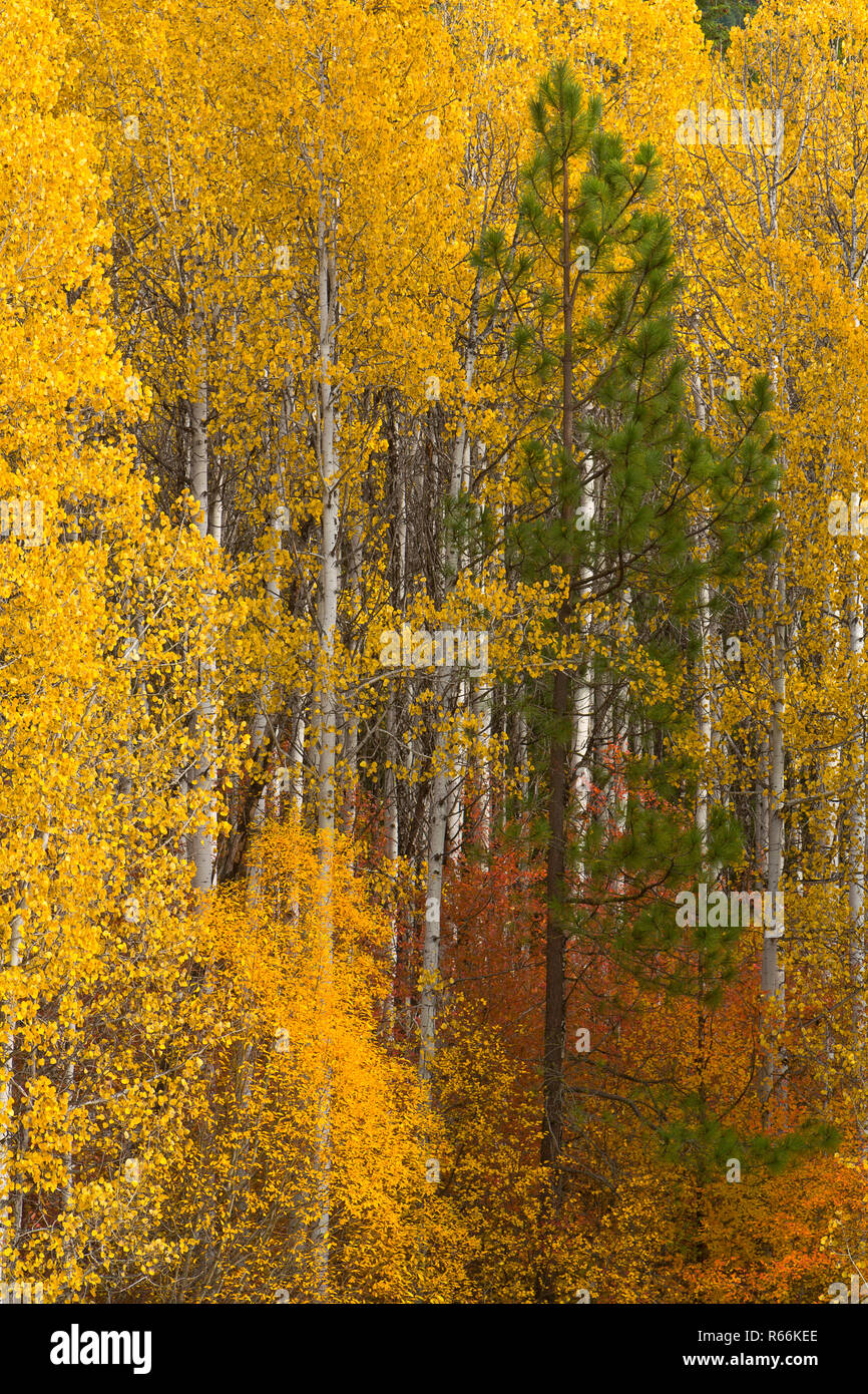 Fall color in the Leavenworth area of Washington Stock Photo - Alamy