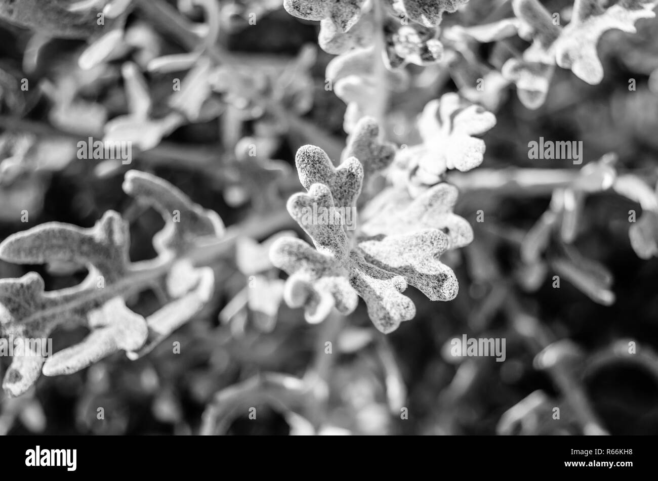 Black and white dusty miller plant Stock Photo - Alamy
