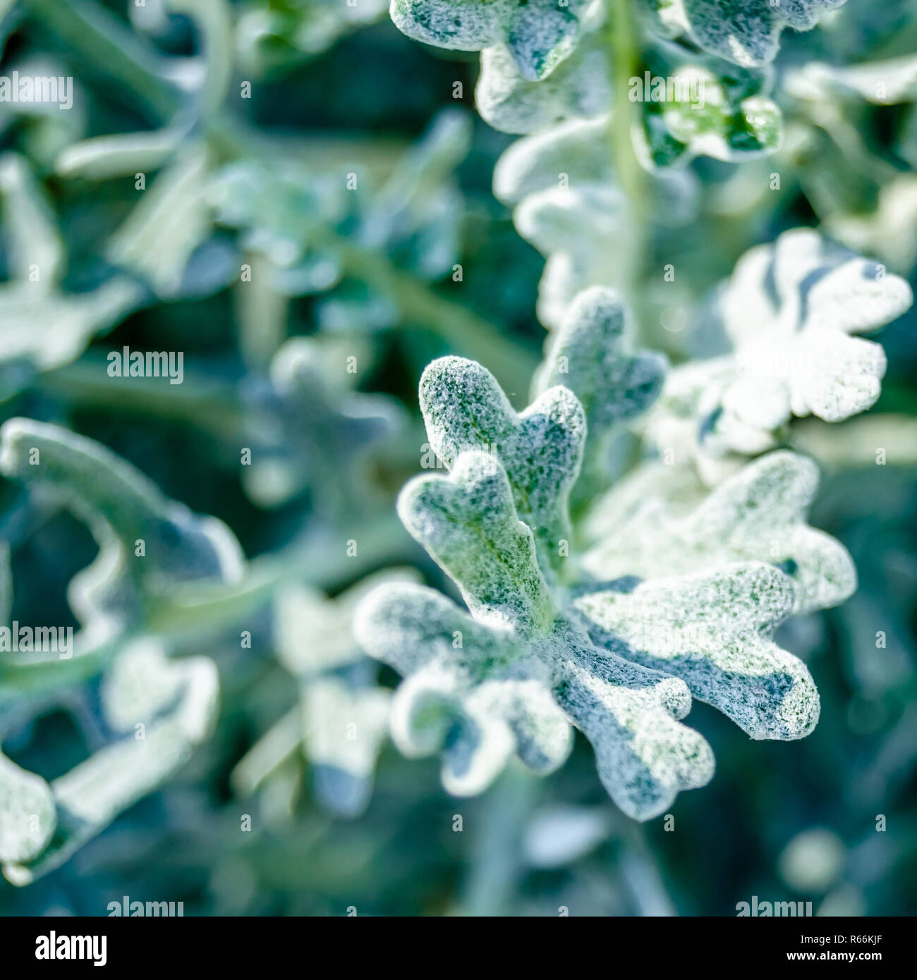 Dusty miller plant hi-res stock photography and images - Alamy