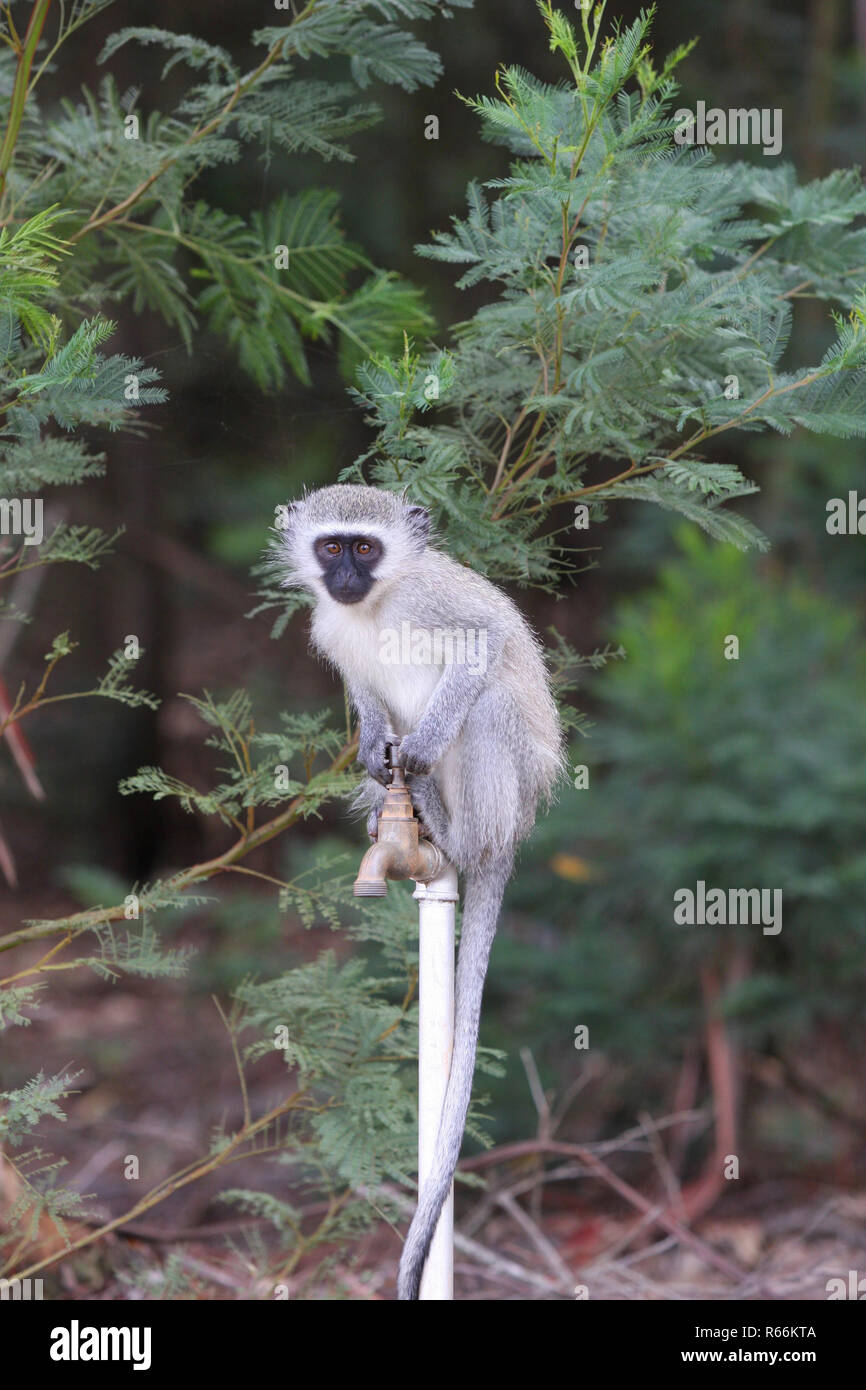 Monkey sittIng on a tap Stock Photo - Alamy