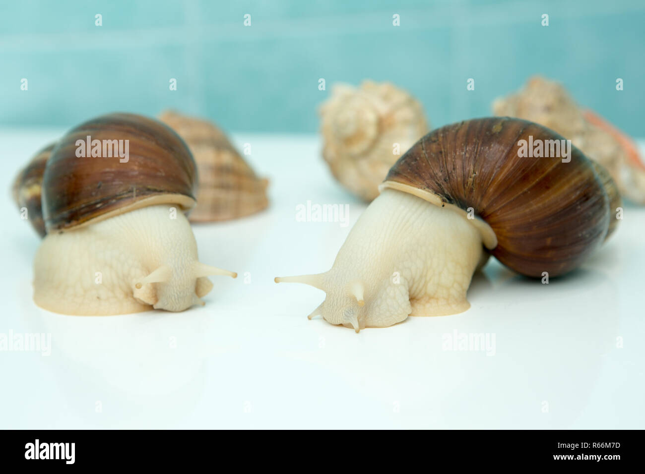 Little finger snail hi-res stock photography and images - Alamy
