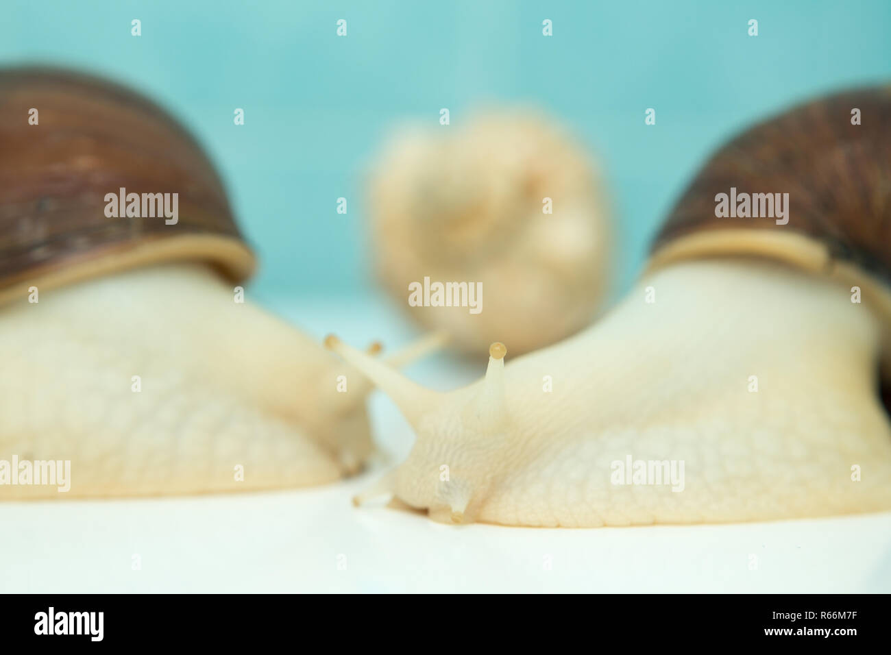 Little finger snail hi-res stock photography and images - Alamy