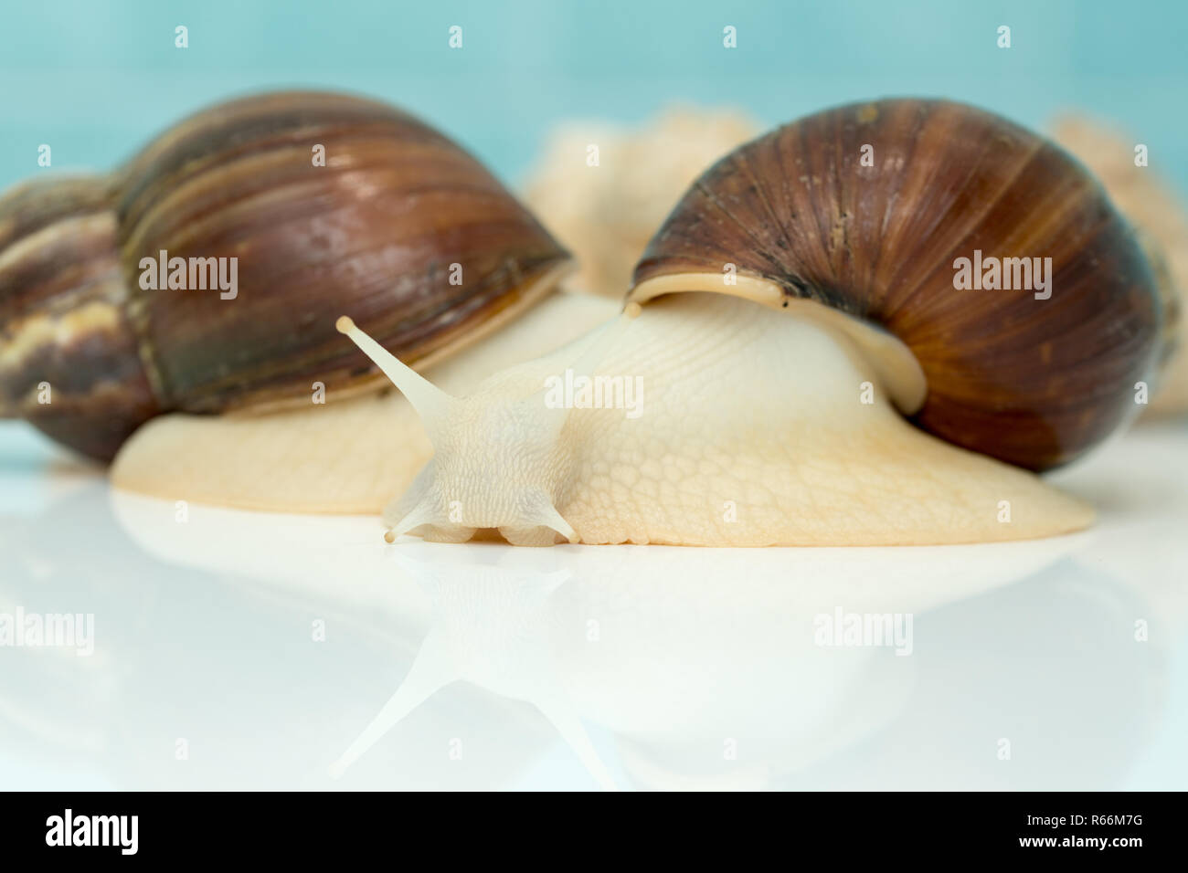Little finger snail hi-res stock photography and images - Alamy