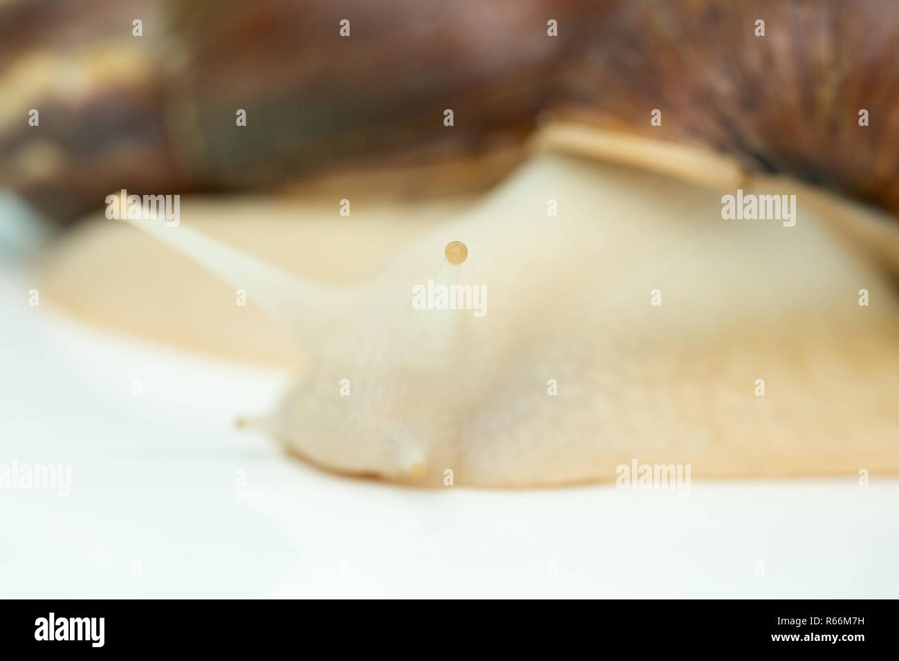 Little finger snail hi-res stock photography and images - Alamy